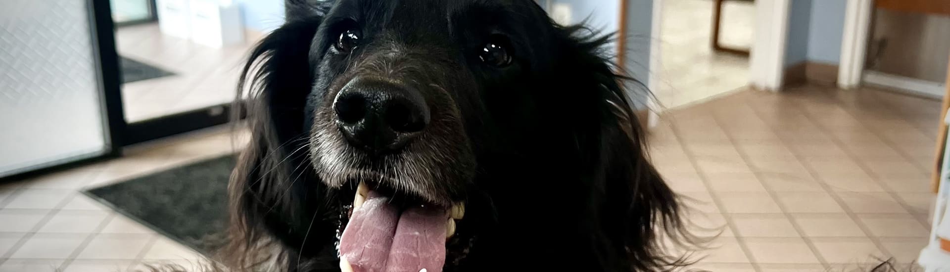 Pawsitive Moments - Duluth Veterinary Hospital