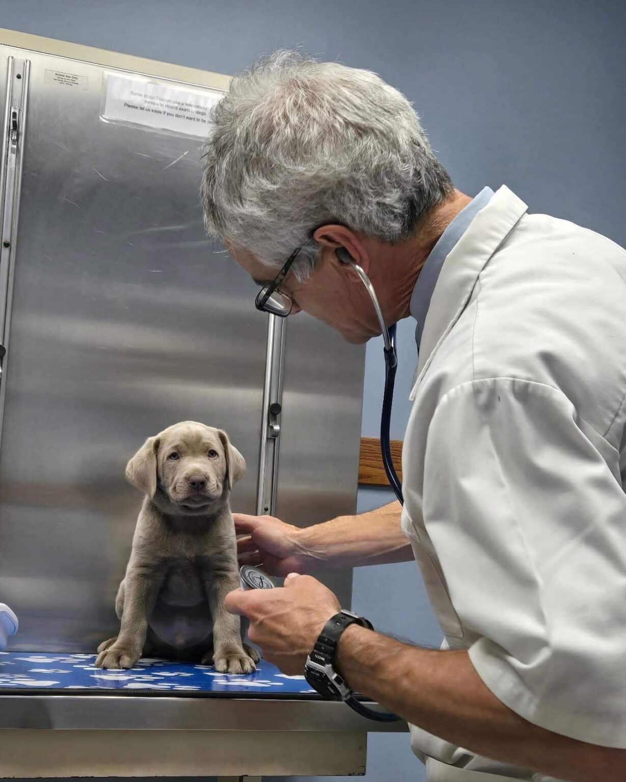 Wellness and Preventive Care - Duluth Veterinary Hospital