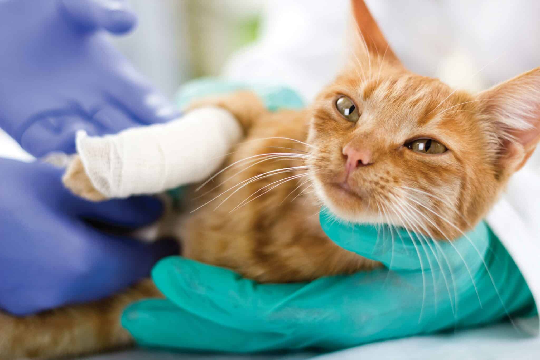 Surgery - Duluth Veterinary Hospital